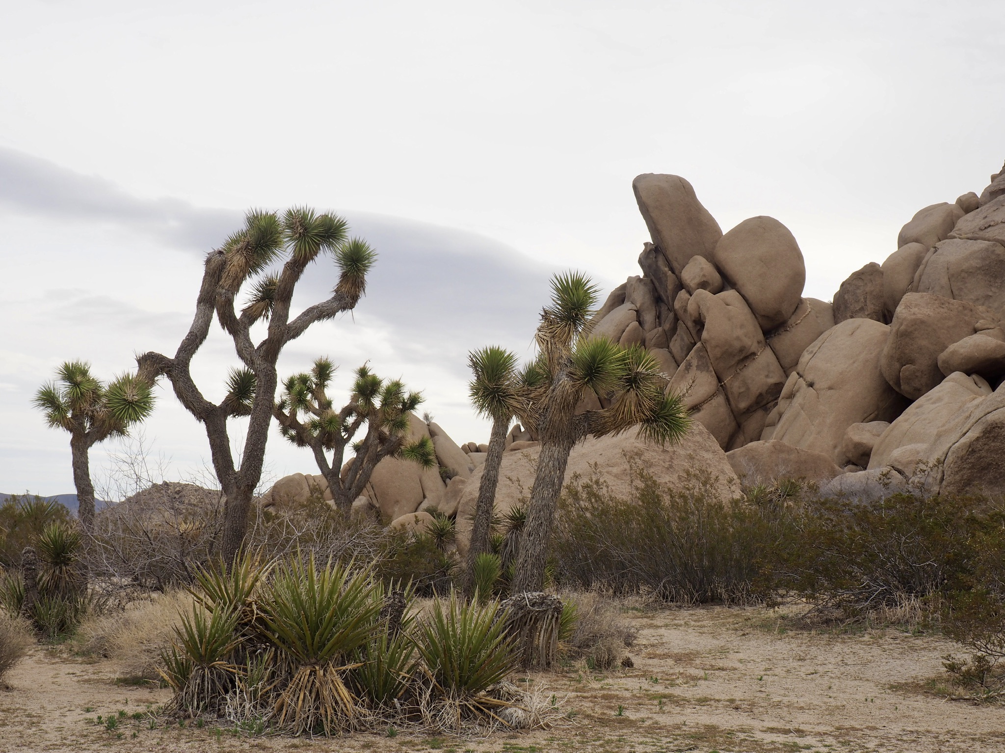 Joshua Tree: Rocks Steal the Show | Books and my backpack